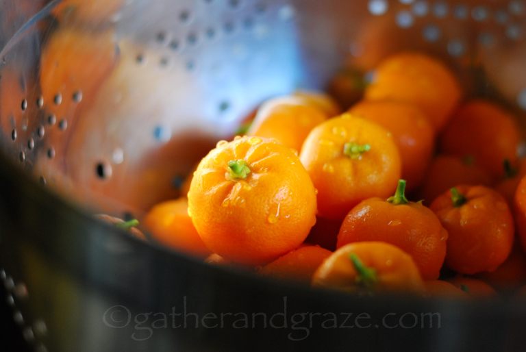 Two great uses for Cumquats / Kumquats | Gather & Graze